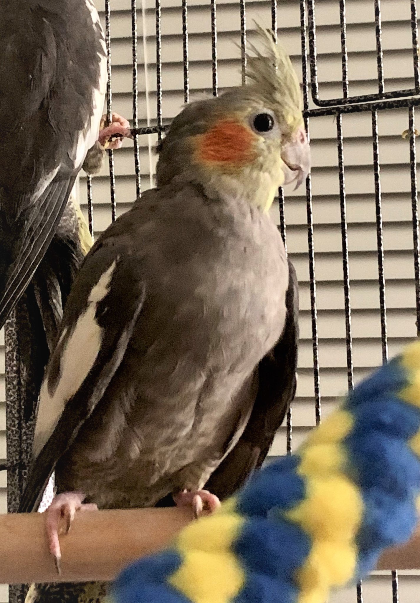 img_1623 – The Charlie Brown Bird Rescue, Inc