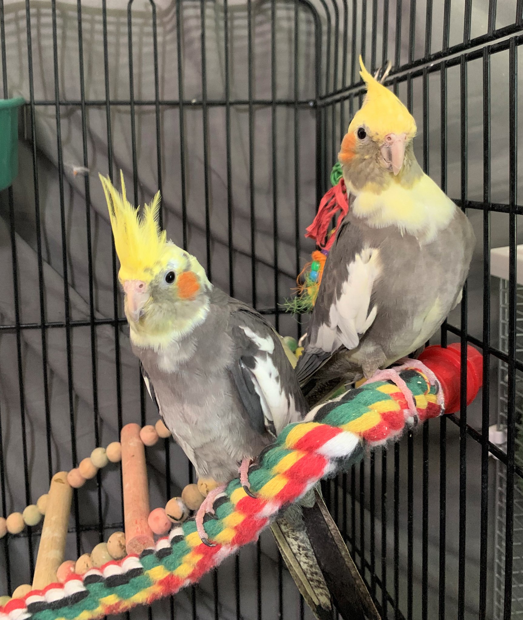 Tango & Gizmo – must go together in same cage – The Charlie Brown Bird ...