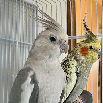 Kit & Kat – The Charlie Brown Bird Rescue, Inc