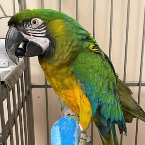 Available Birds – The Charlie Brown Bird Rescue, Inc