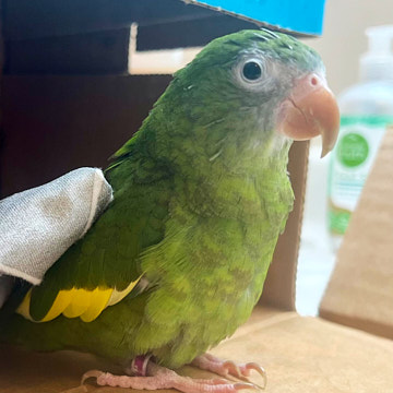 Available Birds – The Charlie Brown Bird Rescue, Inc