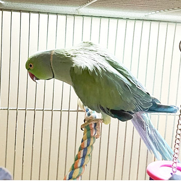 Available Birds – The Charlie Brown Bird Rescue, Inc