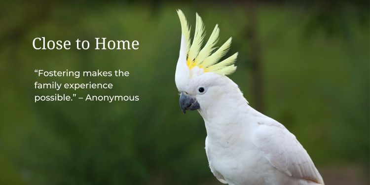 Foster – The Charlie Brown Bird Rescue, Inc