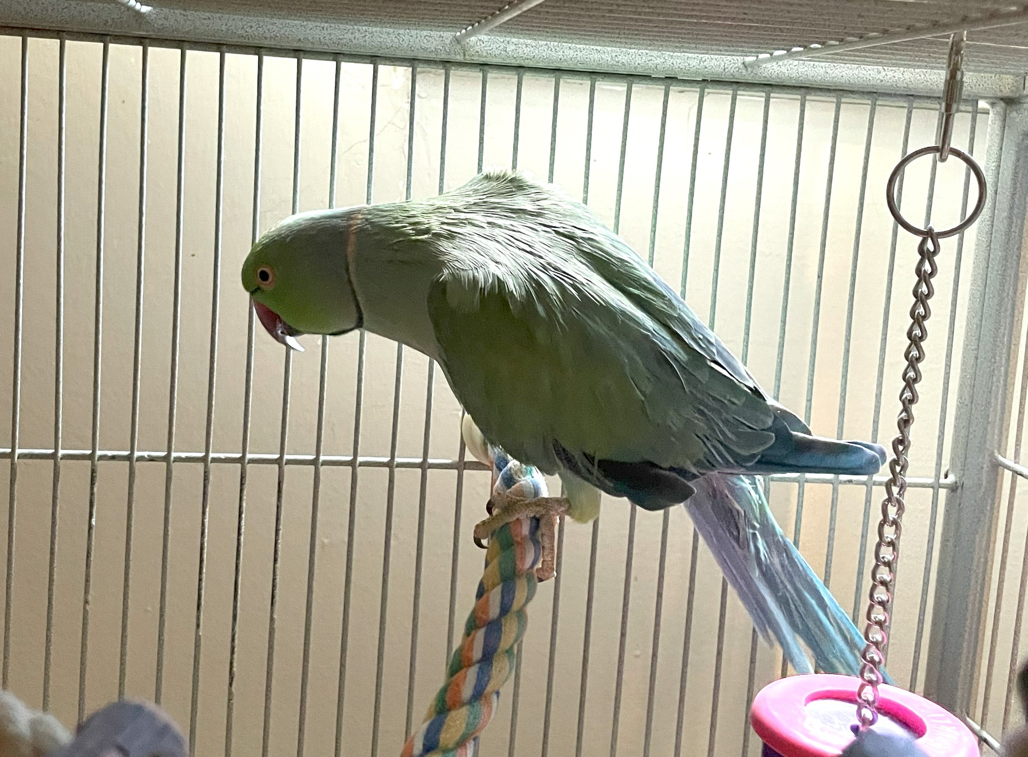 Ringo – The Charlie Brown Bird Rescue, Inc