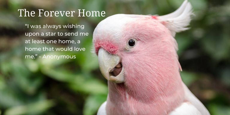 Available Birds – The Charlie Brown Bird Rescue, Inc