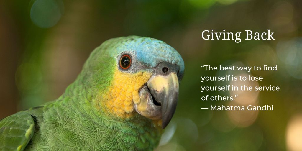 Volunteer – The Charlie Brown Bird Rescue, Inc