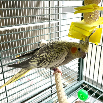 Available Birds – The Charlie Brown Bird Rescue, Inc