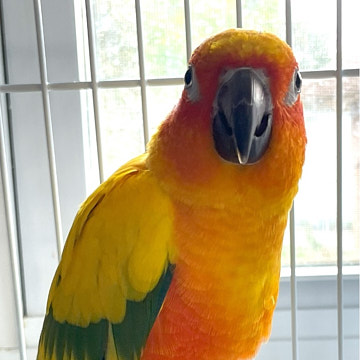 Available Birds – The Charlie Brown Bird Rescue, Inc