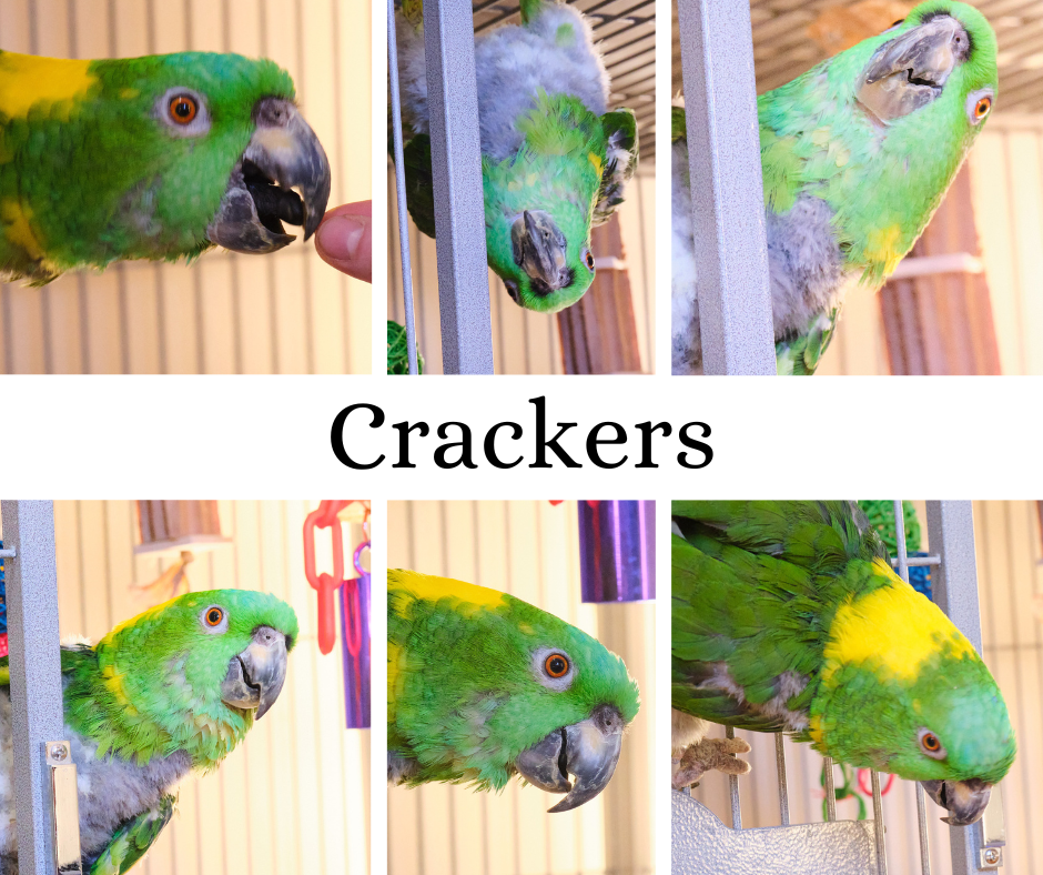 Crackers – The Charlie Brown Bird Rescue, Inc