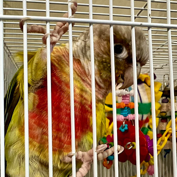 Available Birds – The Charlie Brown Bird Rescue, Inc