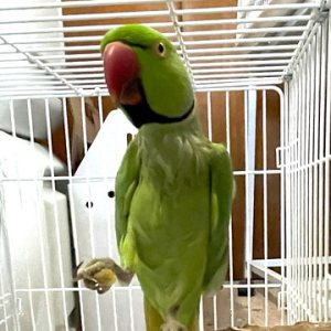 Mr Feeny – The Charlie Brown Bird Rescue, Inc