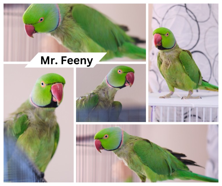 Mr Feeny – The Charlie Brown Bird Rescue, Inc