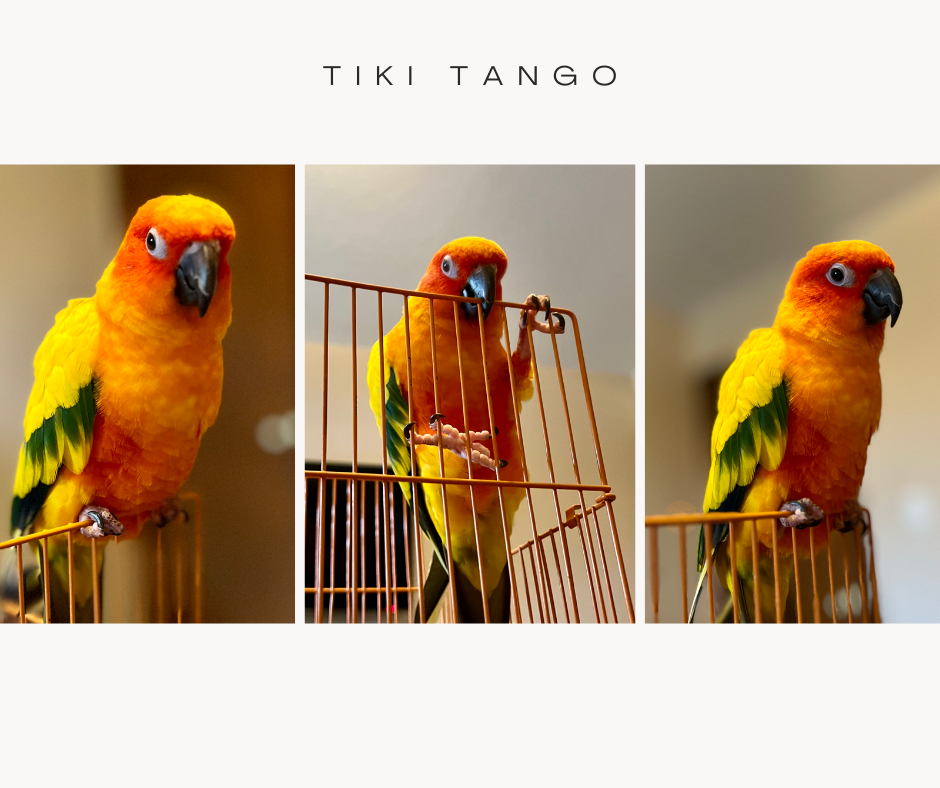 tiki-tango – The Charlie Brown Bird Rescue, Inc