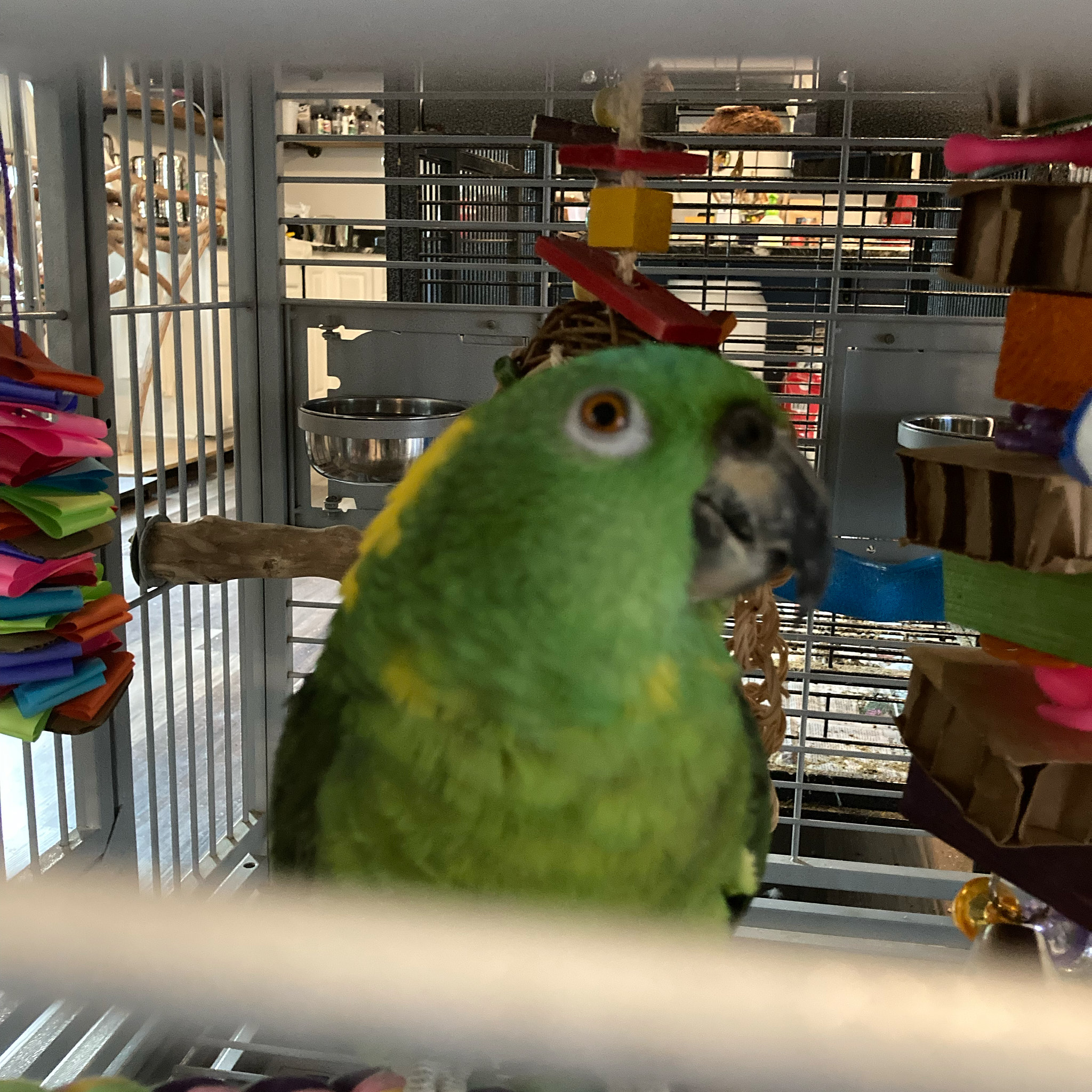 2 – 5 2 – The Charlie Brown Bird Rescue, Inc