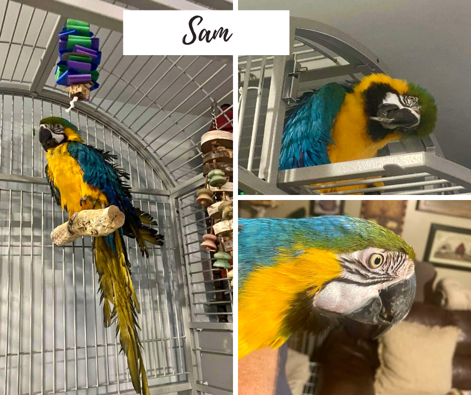 Sam – The Charlie Brown Bird Rescue, Inc